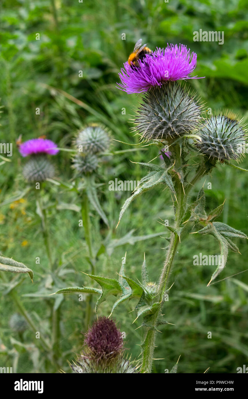 Spear thistle in flower hi-res stock photography and images - Alamy