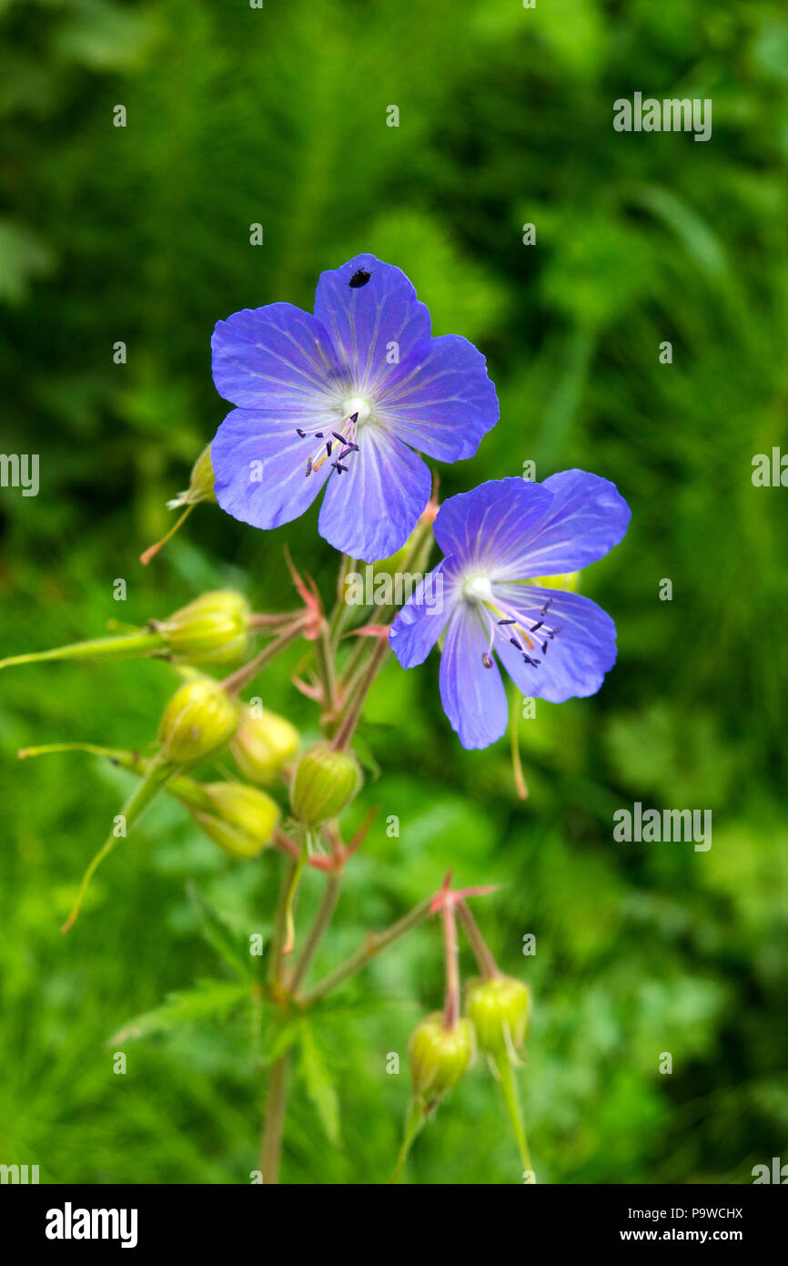Periwinkle hi-res stock photography and images - Alamy