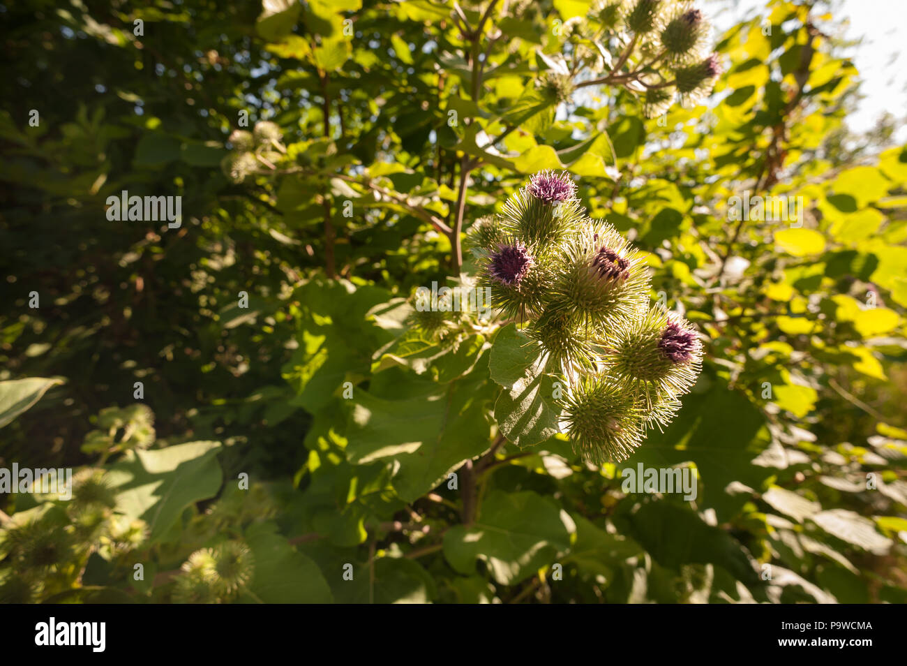 Velcro weed hi-res stock photography and images - Alamy