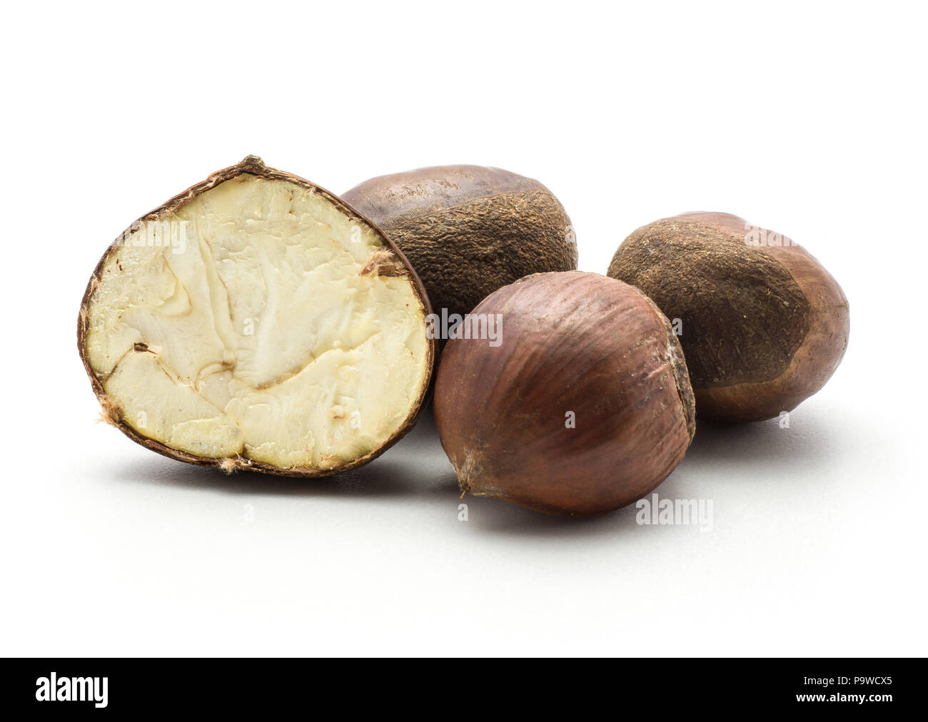 Three European chestnuts and one section half isolated on white ...