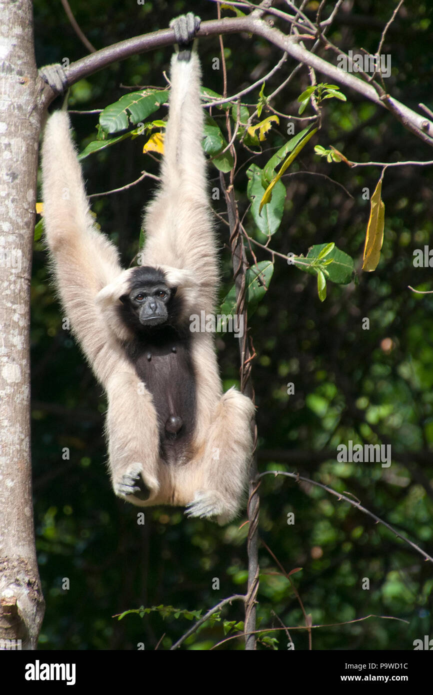 Siem reap Cambodia, female pileated gibbon swinging on a tree branch ...
