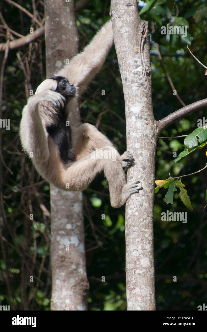 Siem reap Cambodia, female pileated gibbon climbing a tree in forest ...