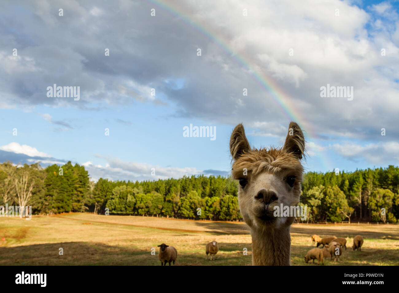 Close up alpaca on farm with sheep and rainbow in background Stock ...