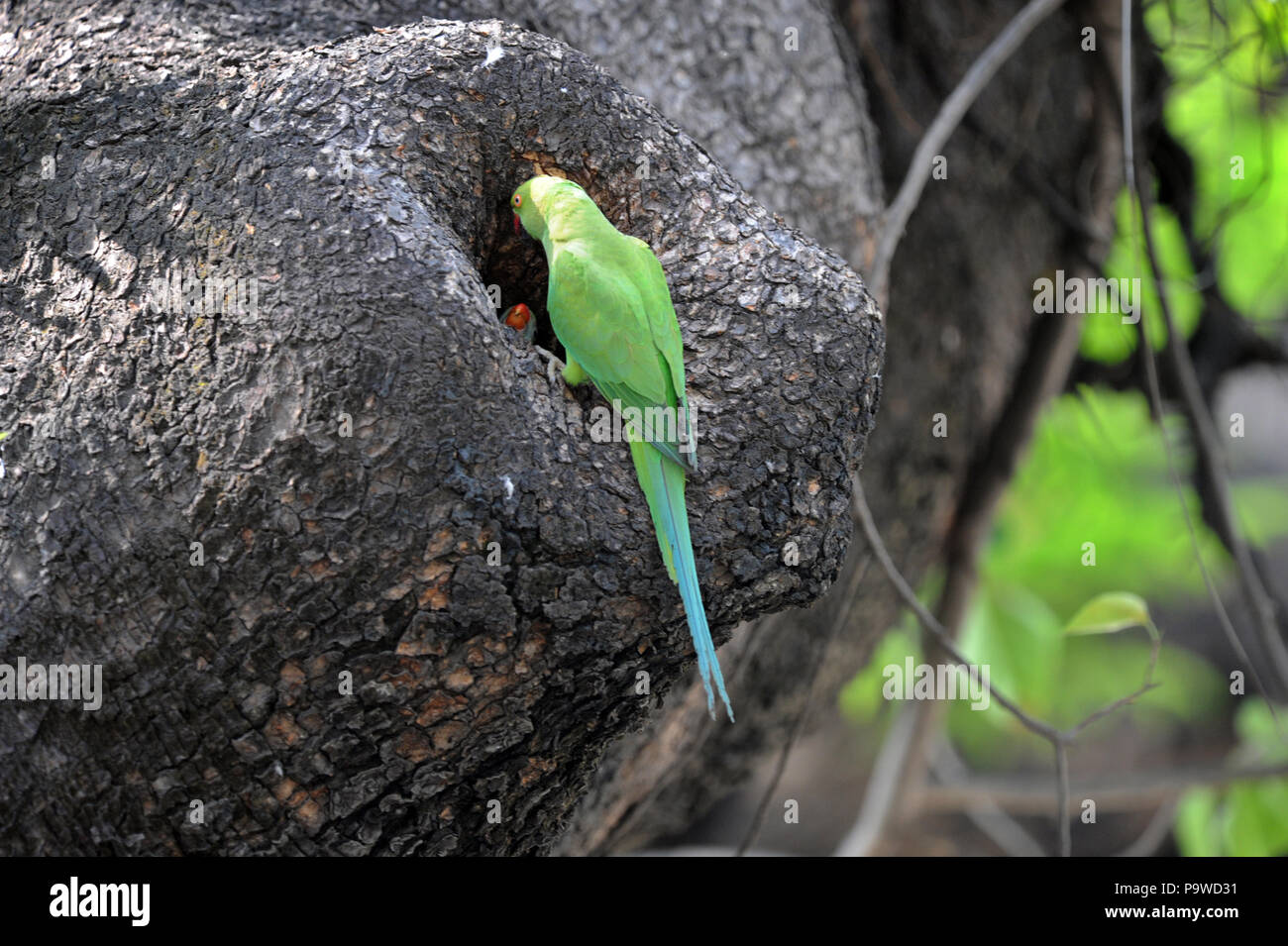 Dhaka, Bangladesh - May 06, 2011: Parrot parents and their nest of ...