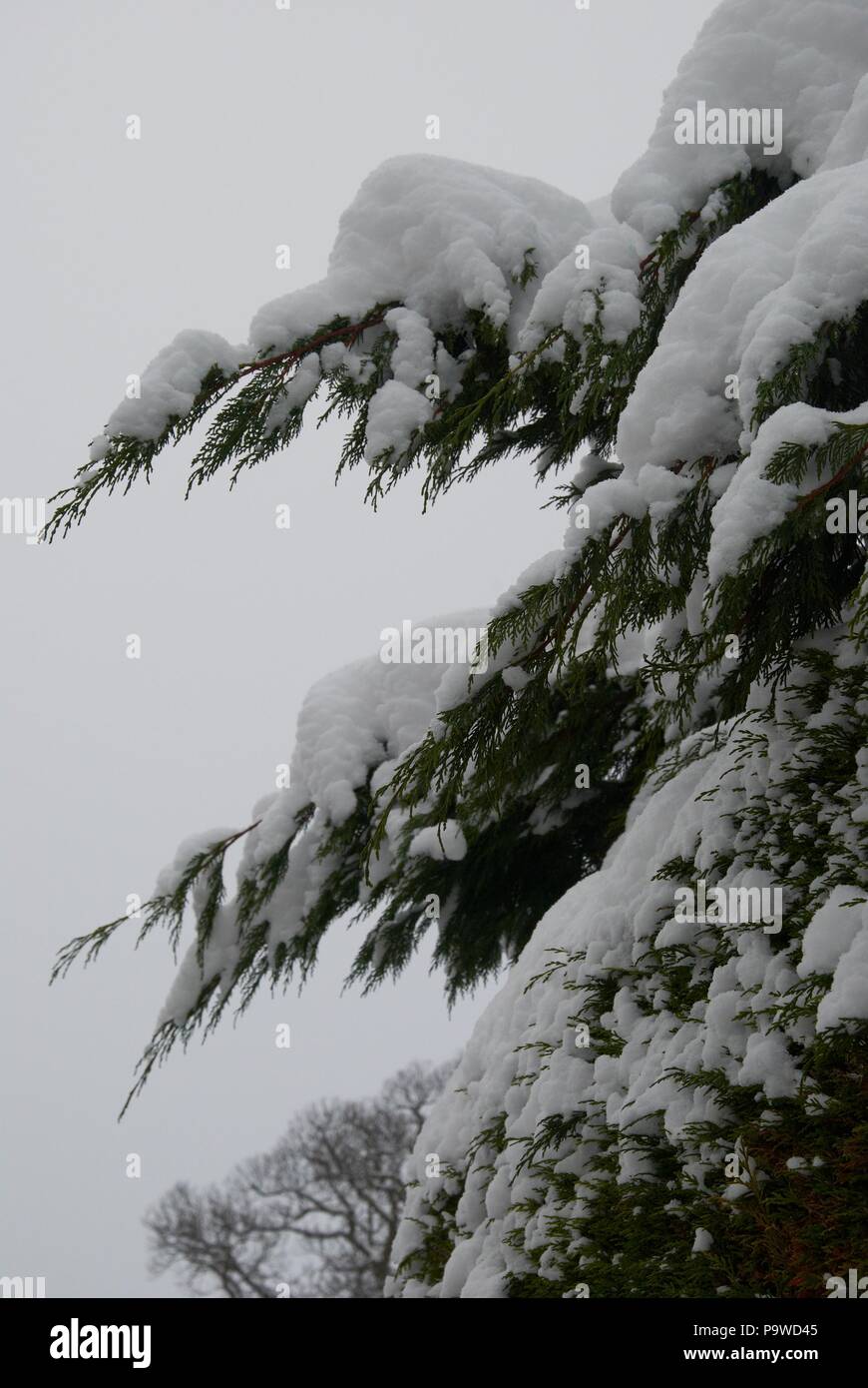 Landscapes , Flowers and wildlife Stock Photo - Alamy