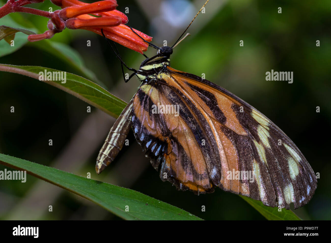 macro shot of a butterfly Stock Photo - Alamy