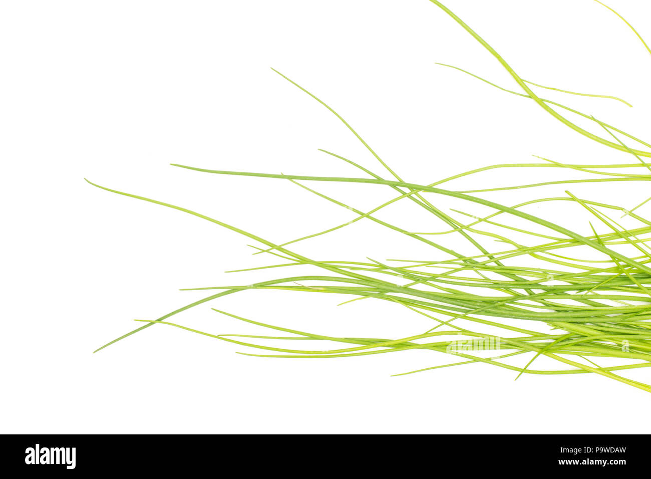 Fresh chives top view isolated on white background grass-like leaves ...