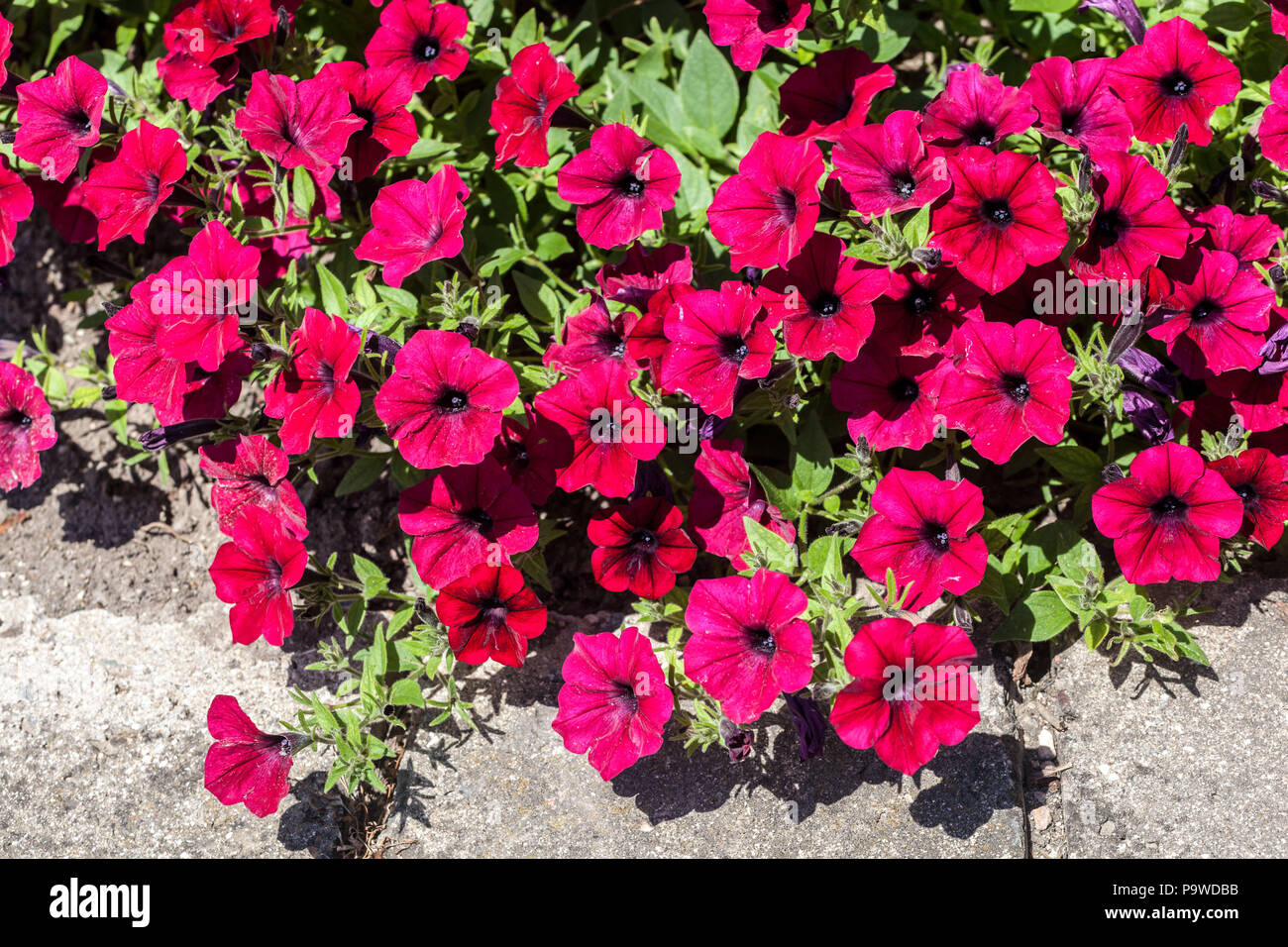 Petunia red hi-res stock photography and images - Alamy