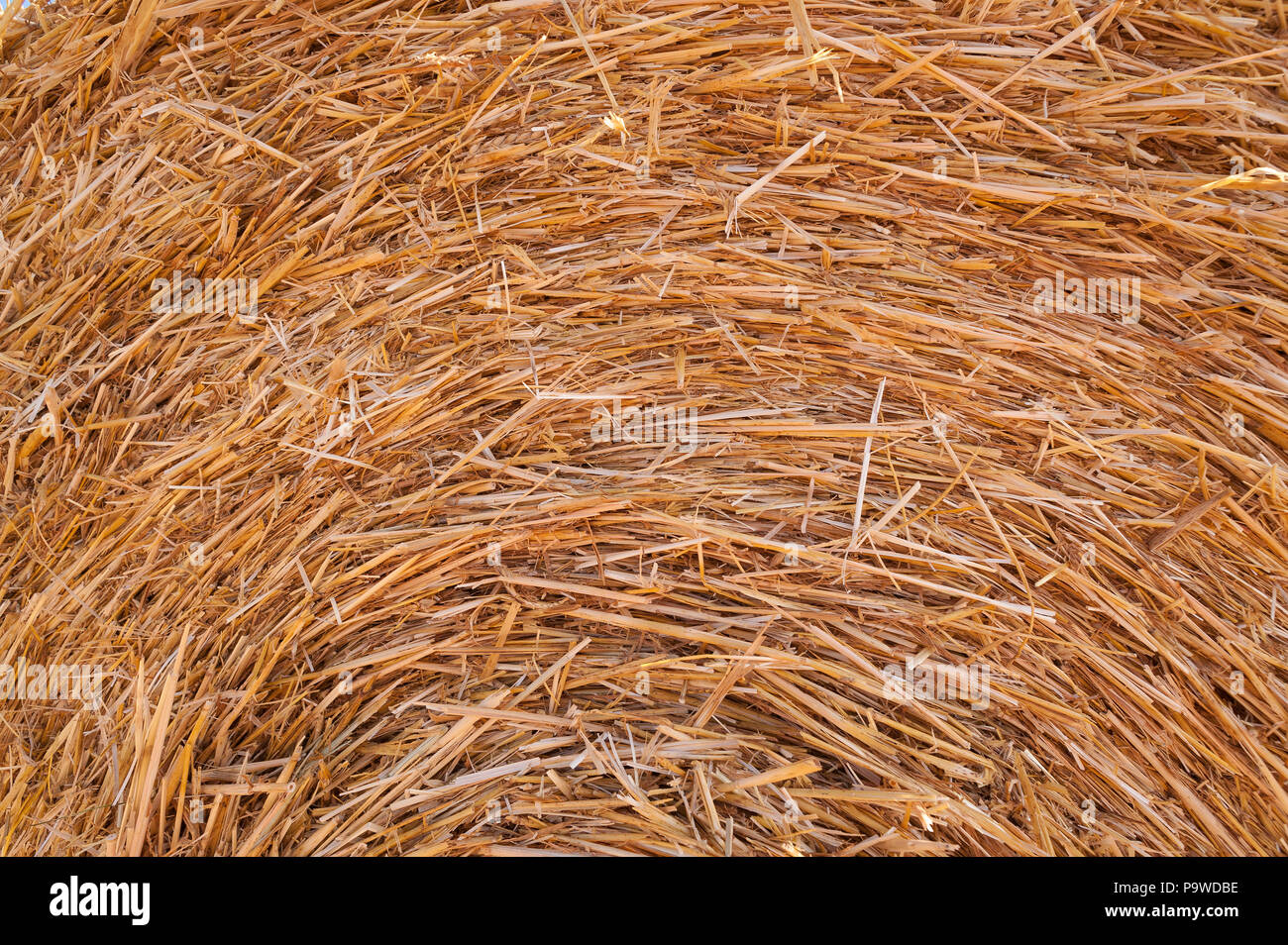 Sheared ends hi-res stock photography and images - Alamy