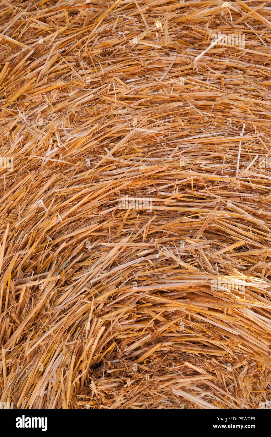 Concentric rings of compressed wheat stems in a straw bale to be used ...