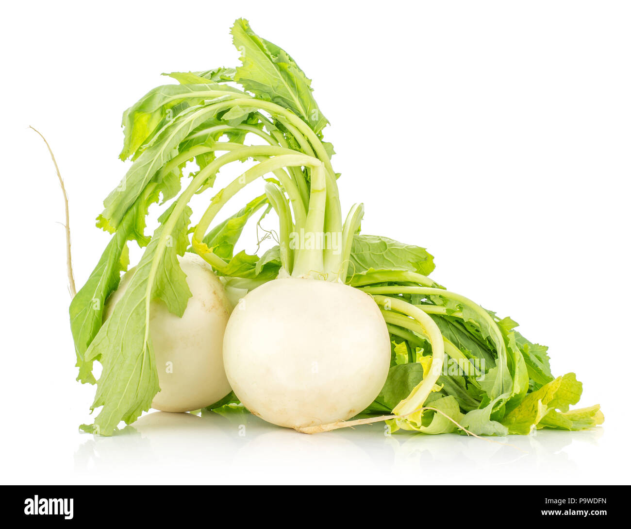 Two white radish bulbs with fresh leaves isolated on white background ...