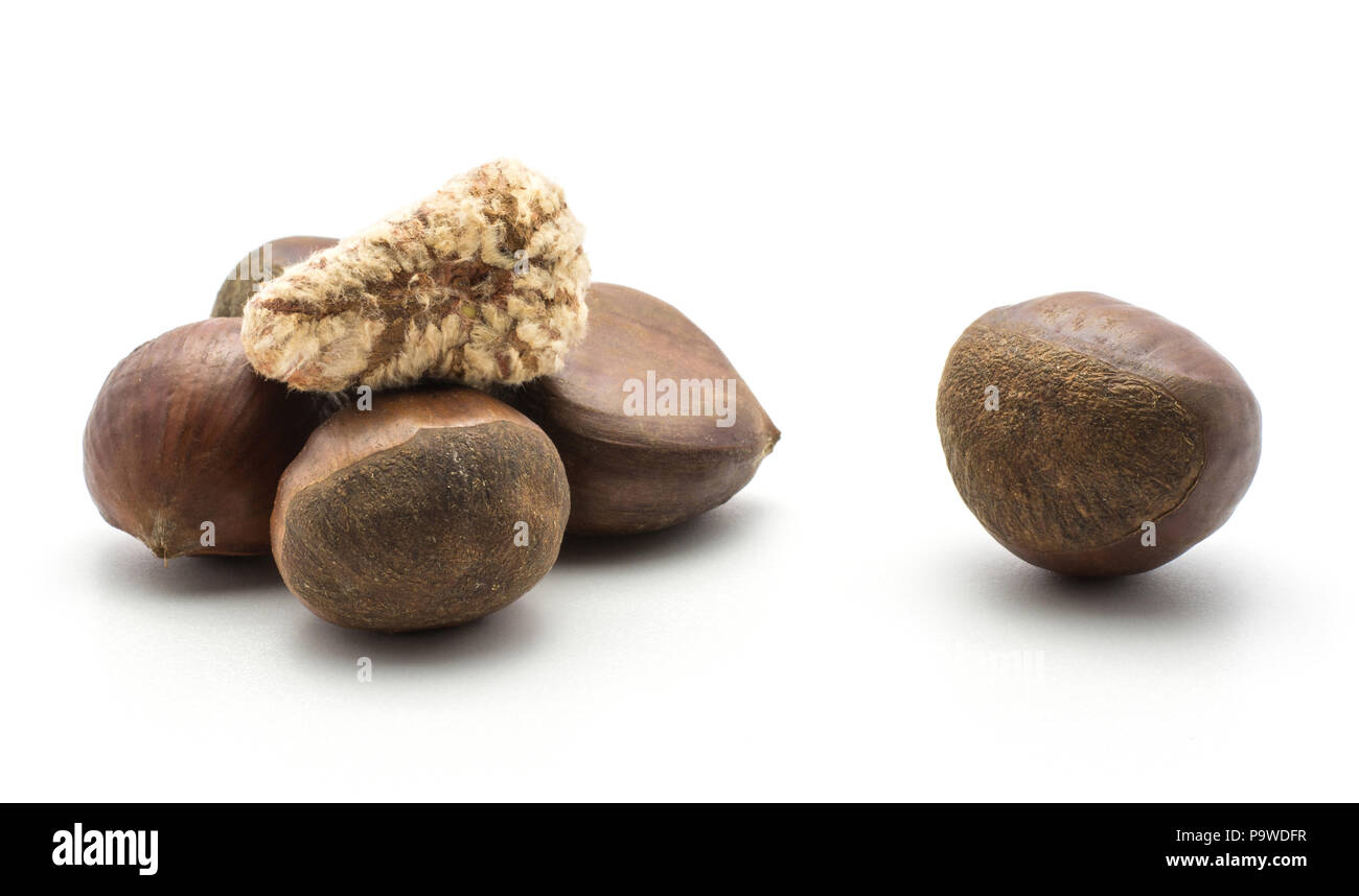 Beech Nut Shell High Resolution Stock Photography and Images - Alamy