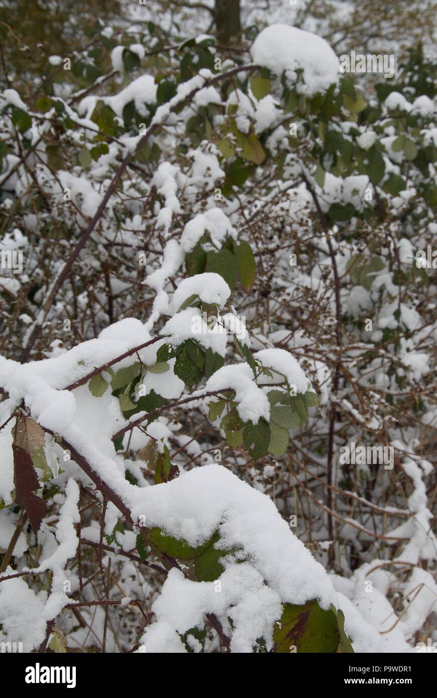Landscapes , Flowers and wildlife Stock Photo - Alamy