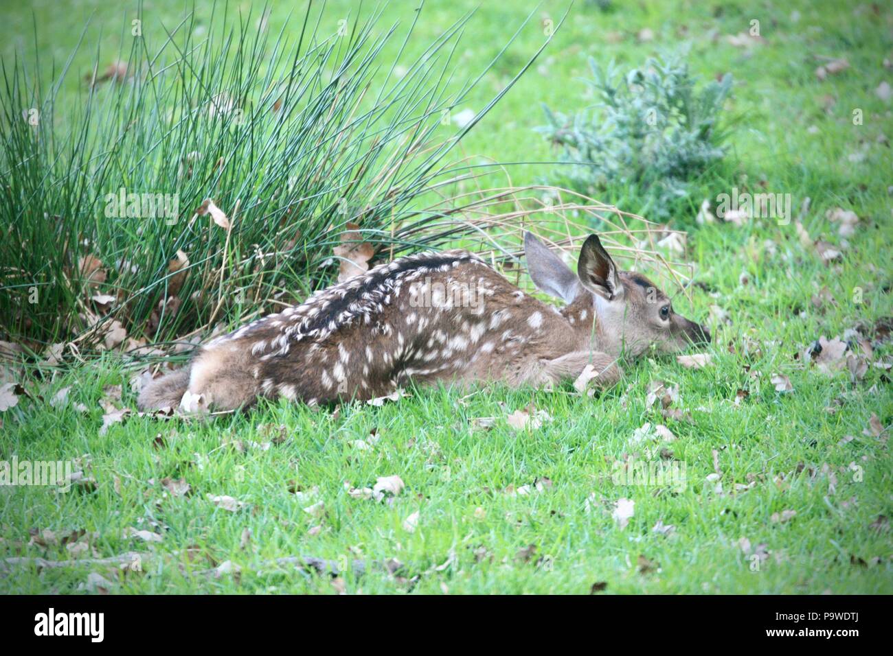 Calf deer grass hi-res stock photography and images - Alamy