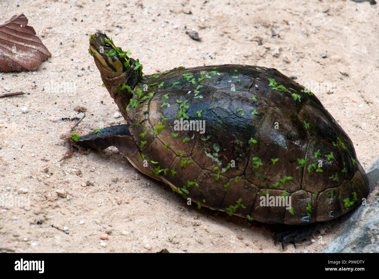 Asian box turtle hi-res stock photography and images - Alamy