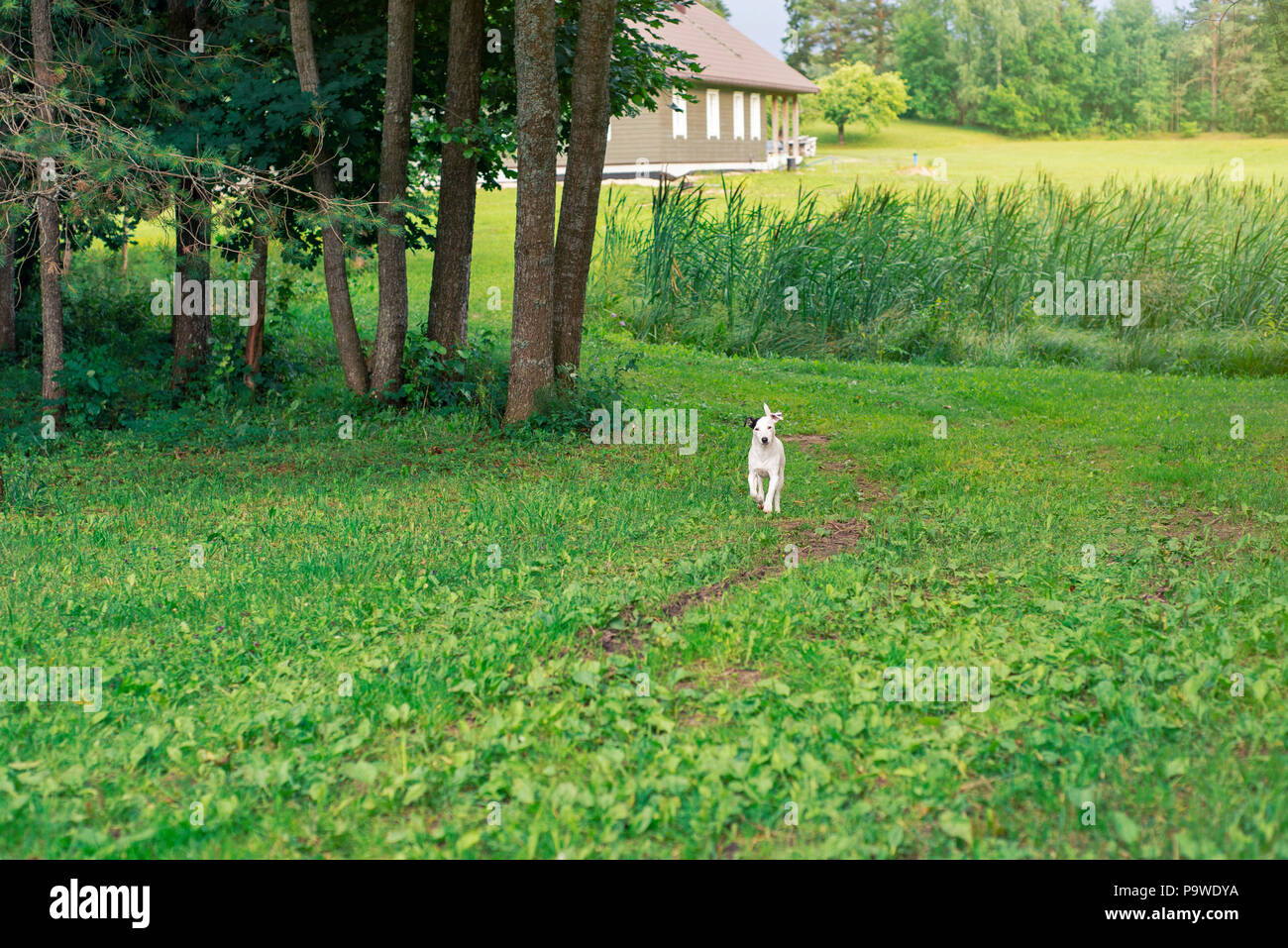 White dog running to us. Countryside homestead surrounded by woods ...