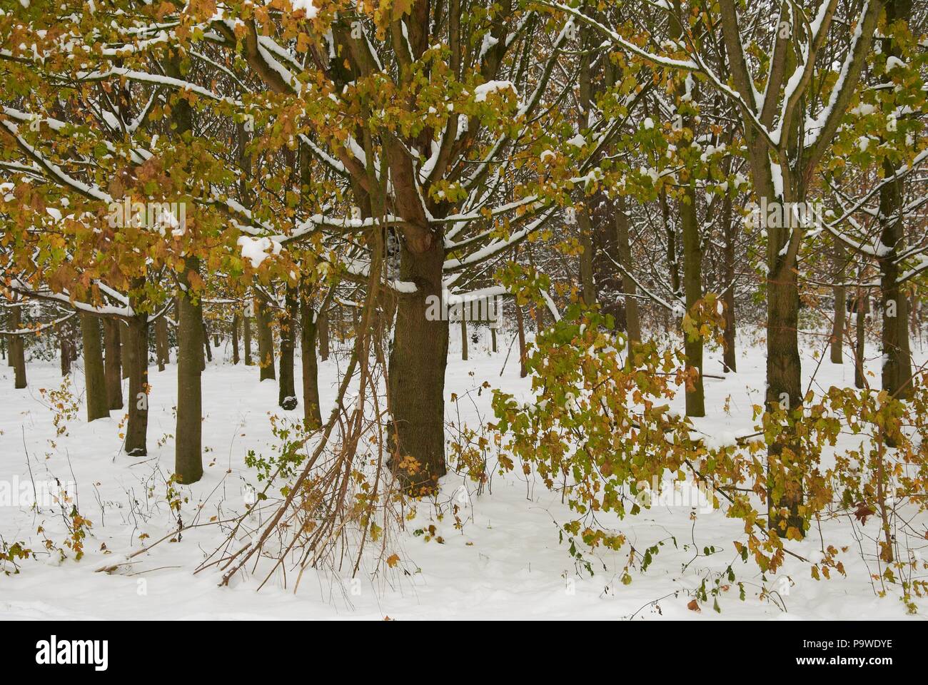 Landscapes , Flowers and wildlife Stock Photo - Alamy