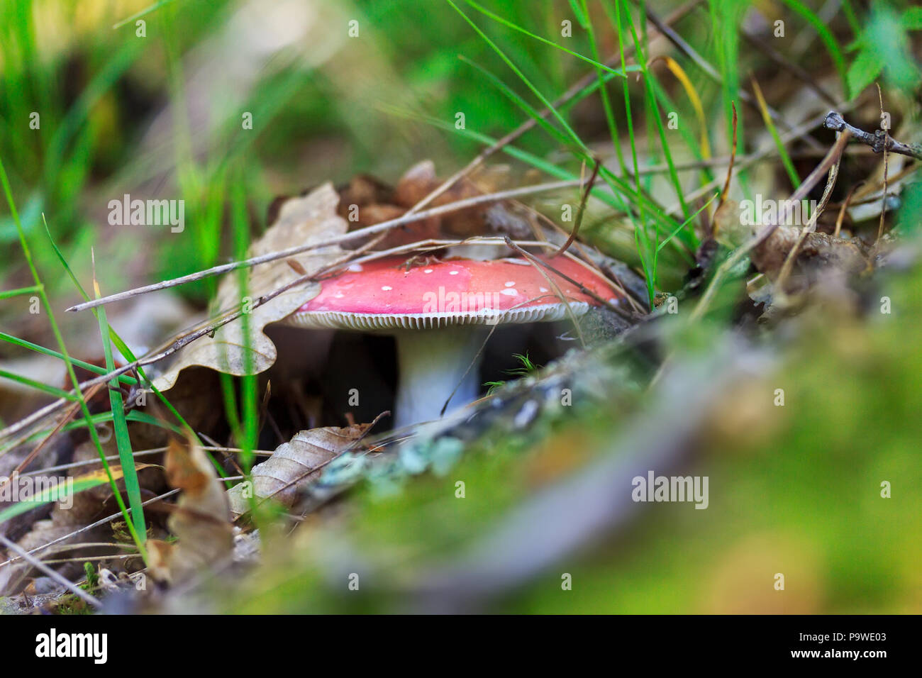 edible red Russula mushroom hidden under dry leaves Stock Photo - Alamy