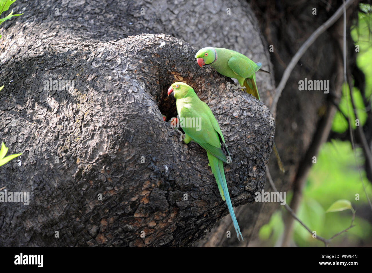 Dhaka, Bangladesh - May 06, 2011: Parrot parents and their nest of ...