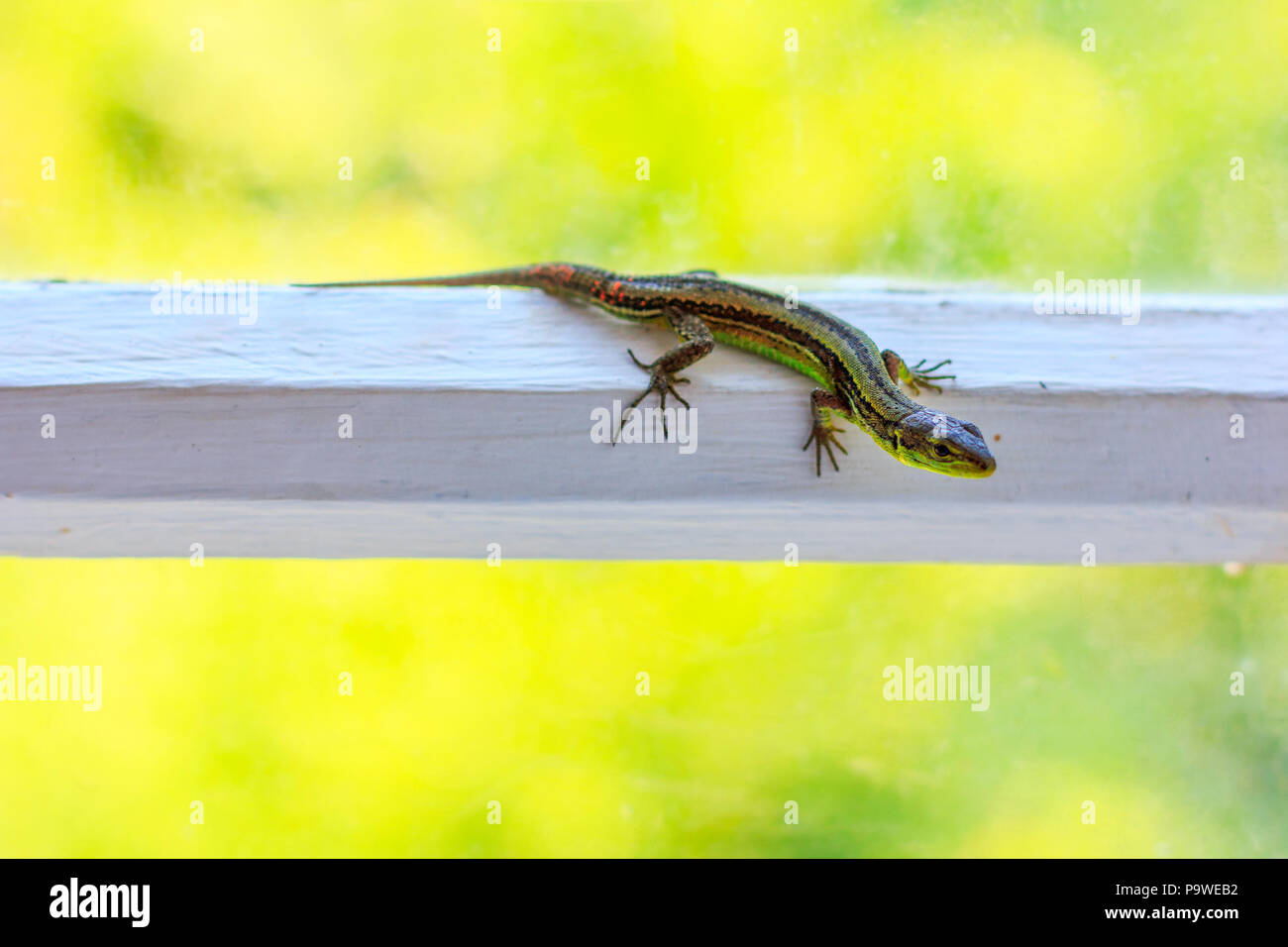 lizard on white wooden window frame on bright summer natural background ...