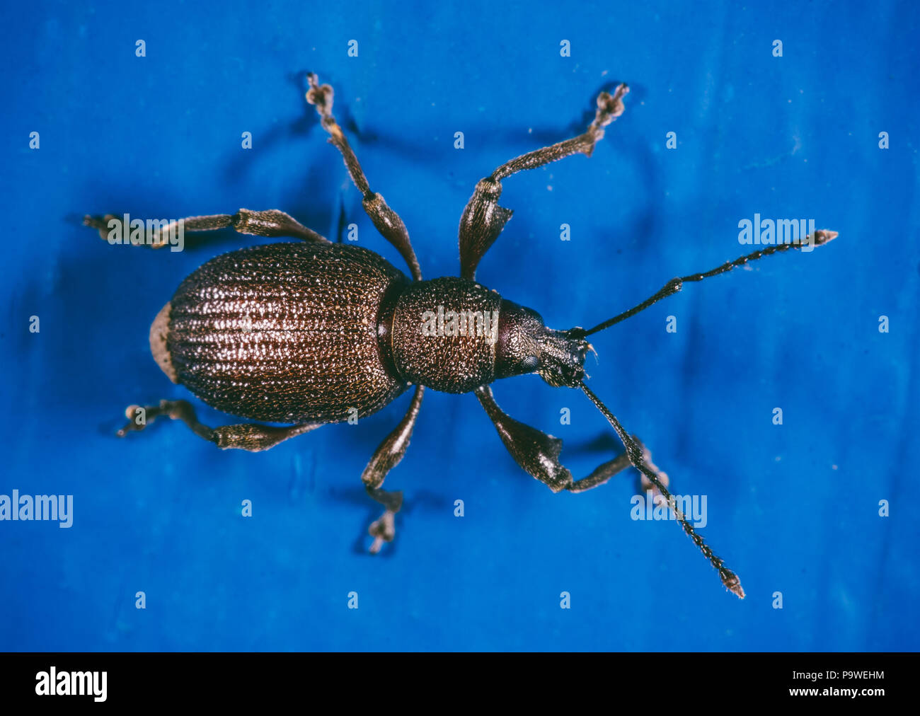 beetle on a blue background top view Stock Photo - Alamy