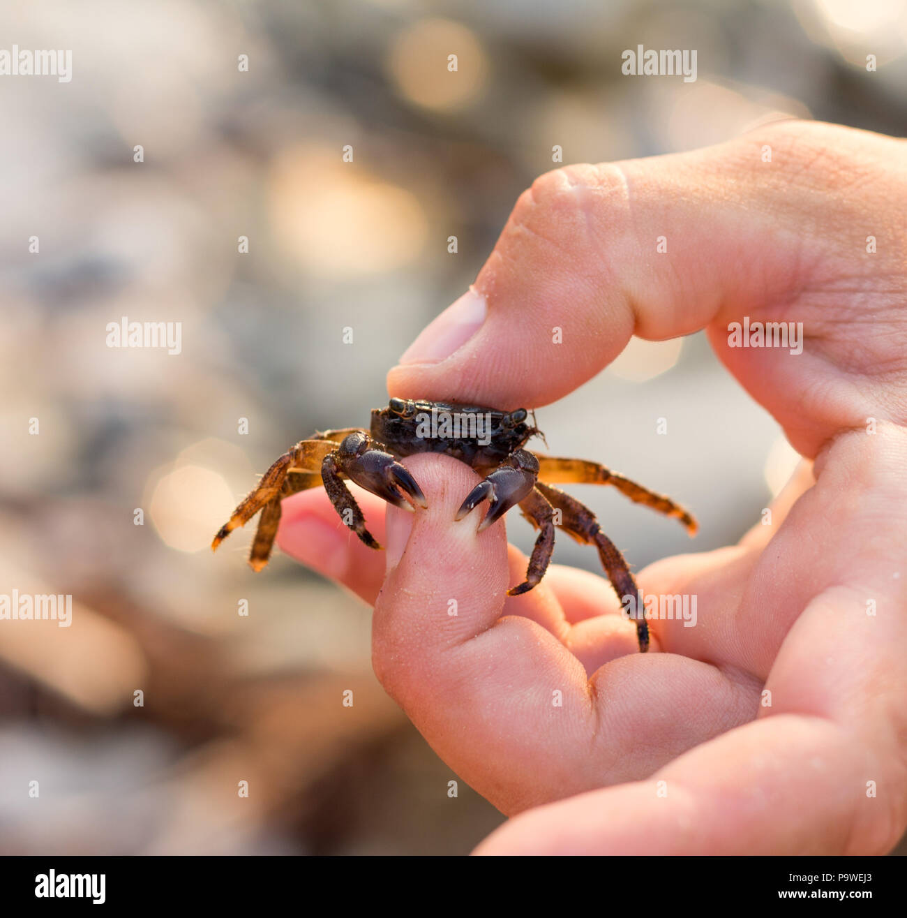 little crab in the men's fingers, selective focus Stock Photo - Alamy