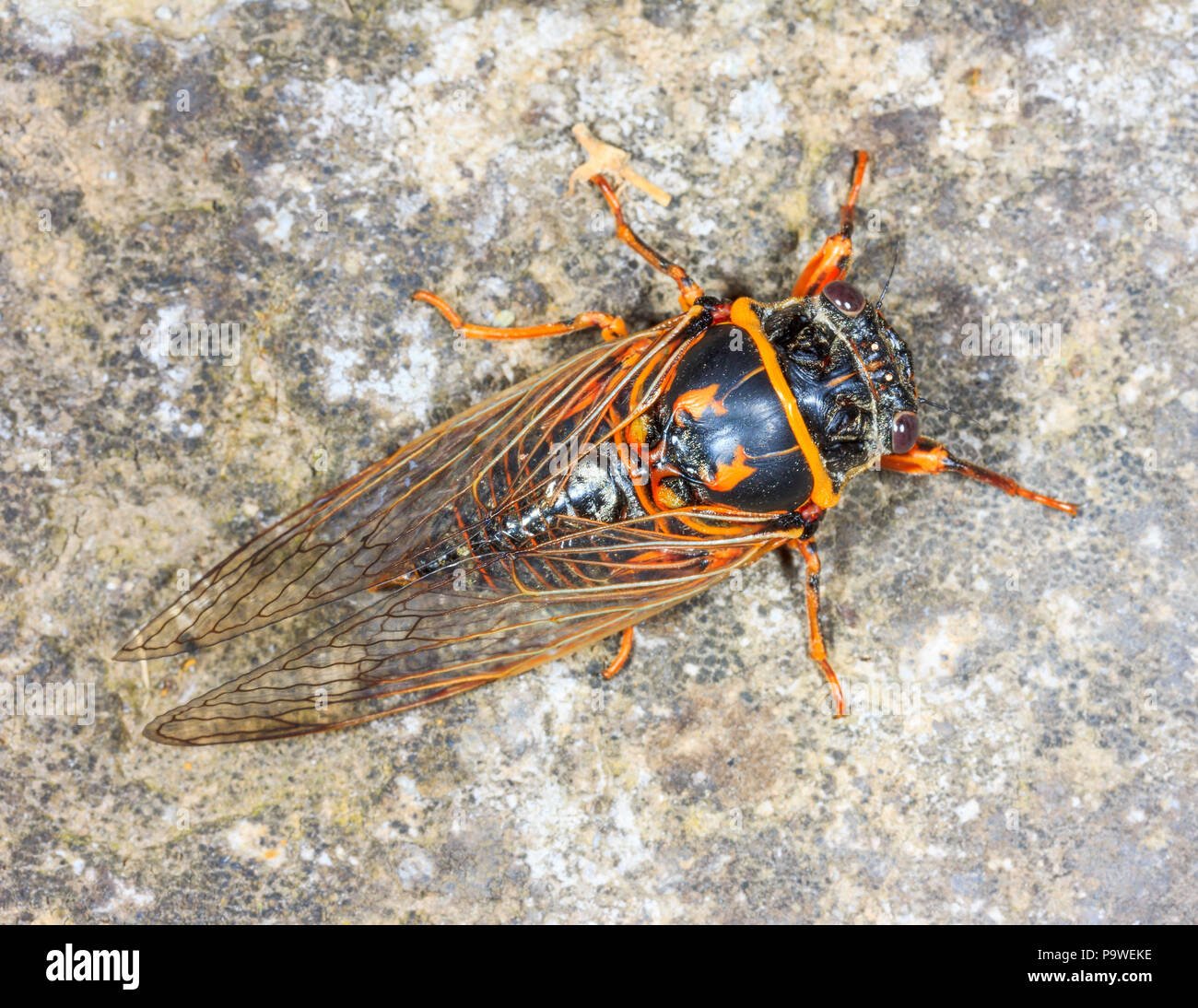 insect makes an unpleasant sound of Cicada close - up view from above ...