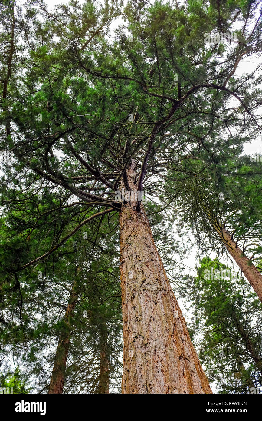 Center Parcs Longleat Forest Warminster - Giant Redwoods Sequoiadendron ...
