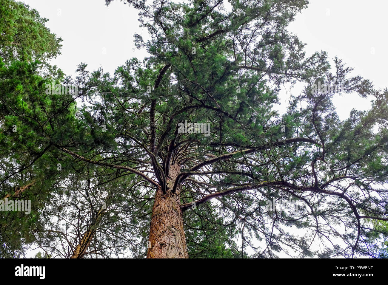 Center Parcs Longleat Forest Warminster - Giant Redwoods Sequoiadendron ...