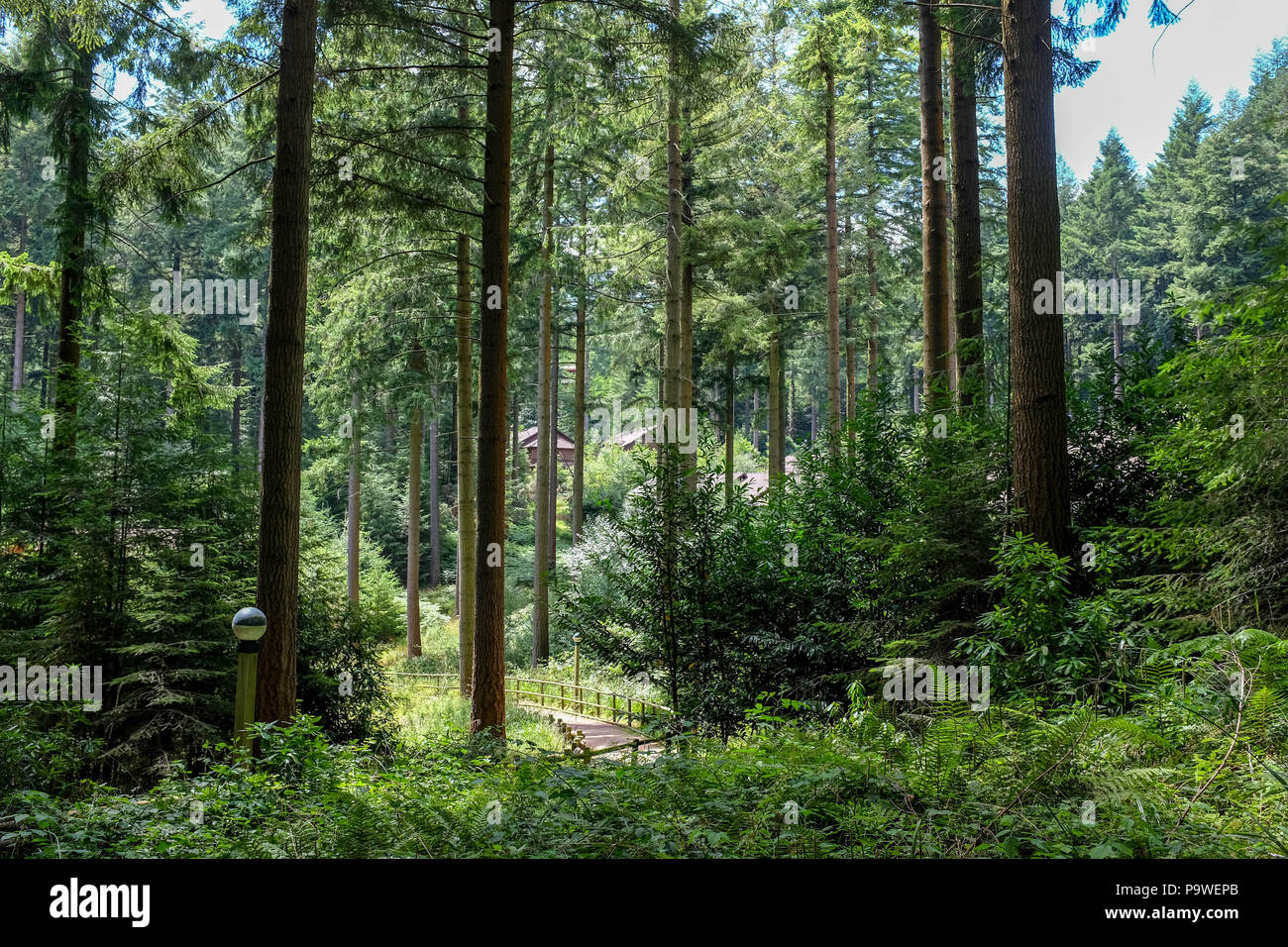 Center Parcs Longleat Forest - The Pine forests Stock Photo - Alamy