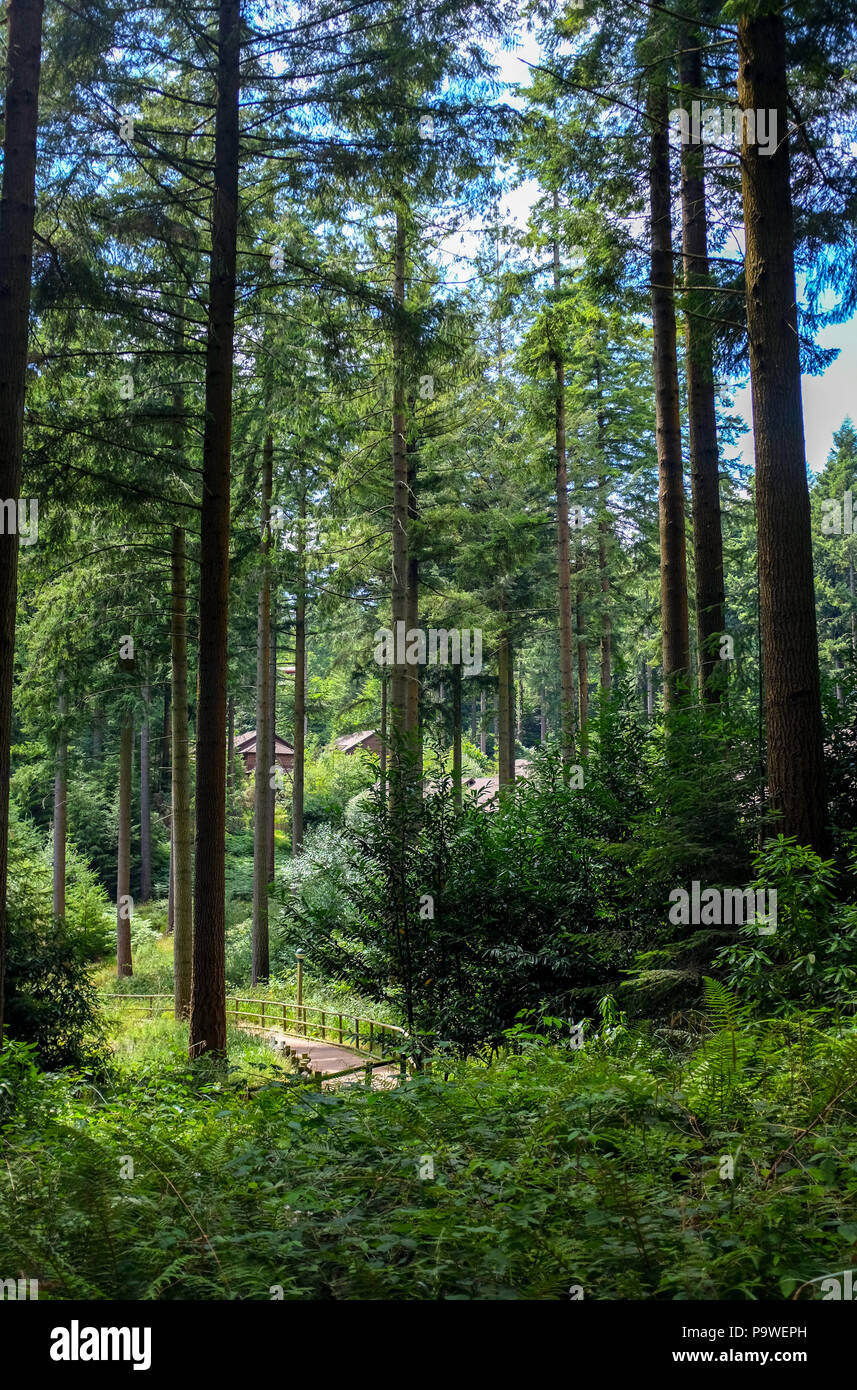 Center Parcs Longleat Forest - The Pine forests Stock Photo - Alamy