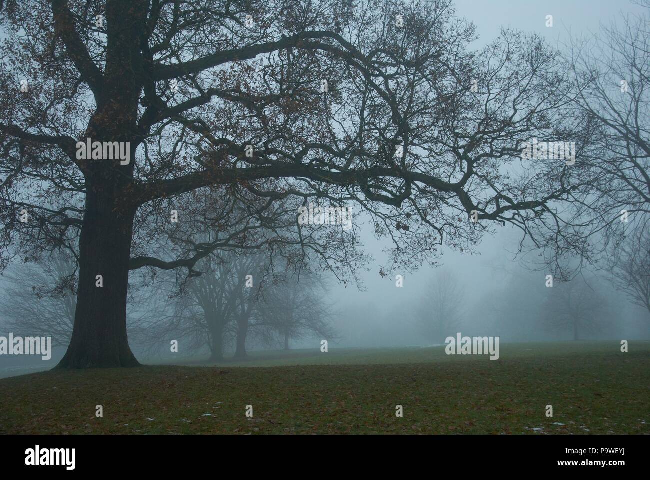 Landscapes , Flowers and wildlife Stock Photo - Alamy