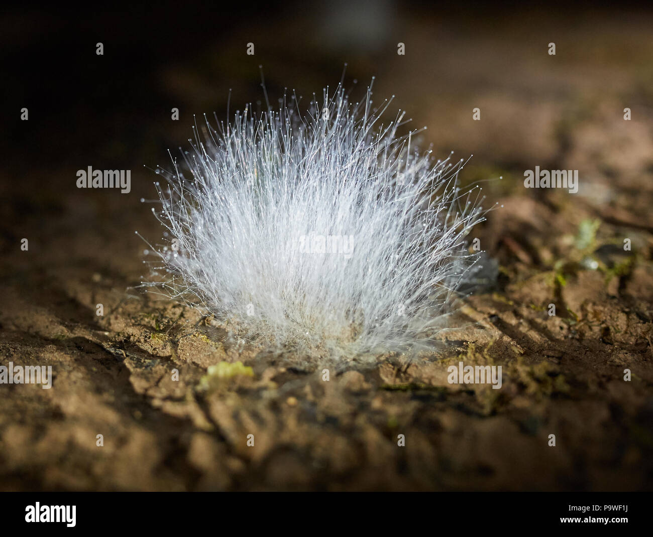 Cave fungi hi-res stock photography and images - Alamy