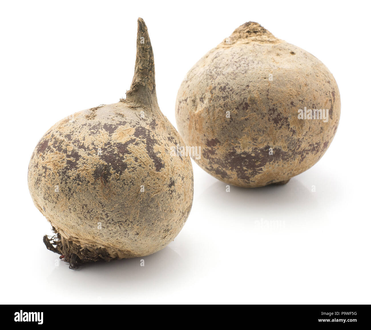 White fleshy taproot Cut Out Stock Images & Pictures - Alamy