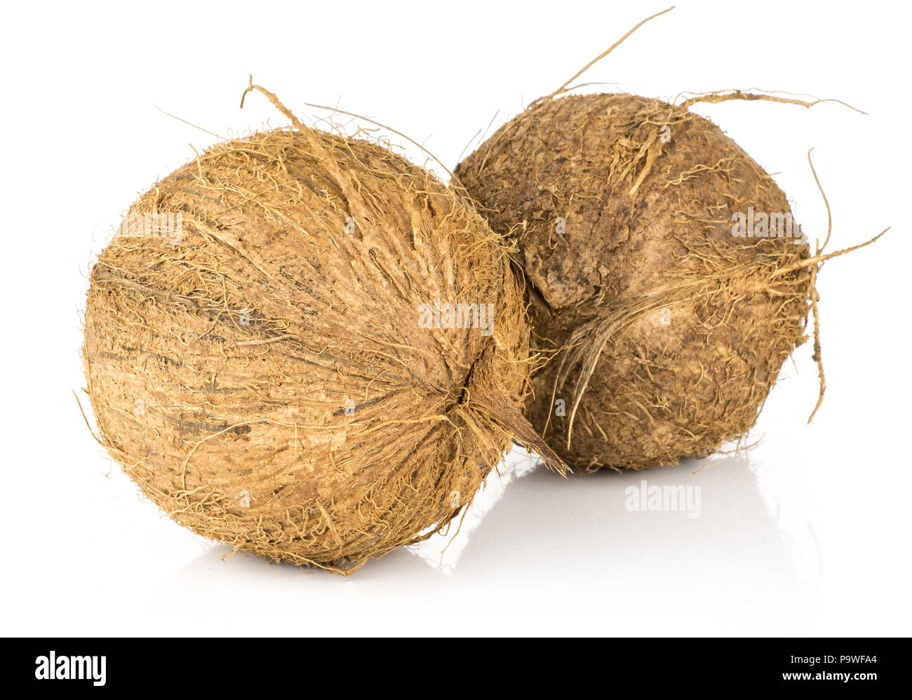 Coconuts two nuts isolated on white background brown fibrous shell ...