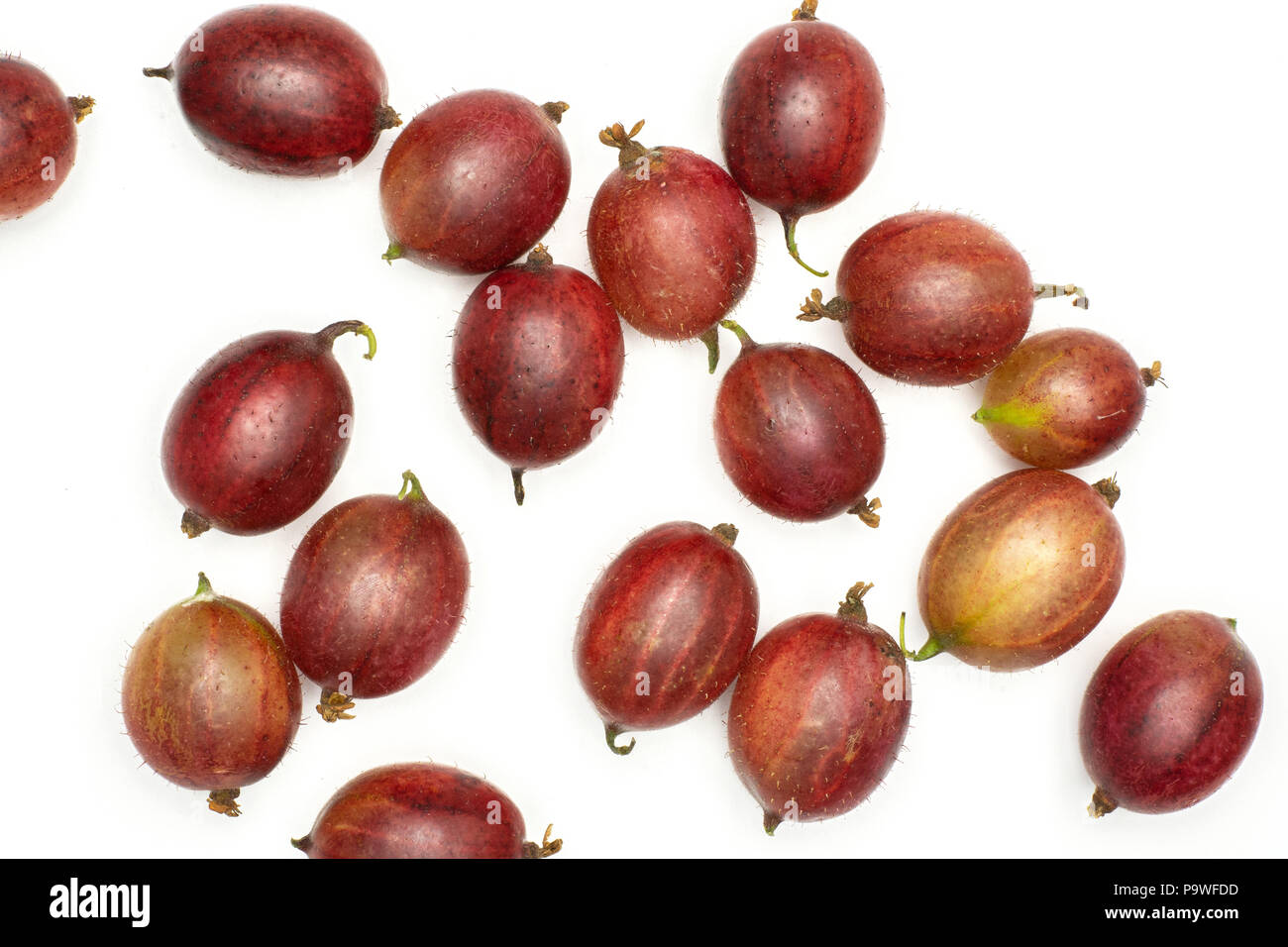 ‘hinnomaki red’ gooseberry hi-res stock photography and images - Alamy