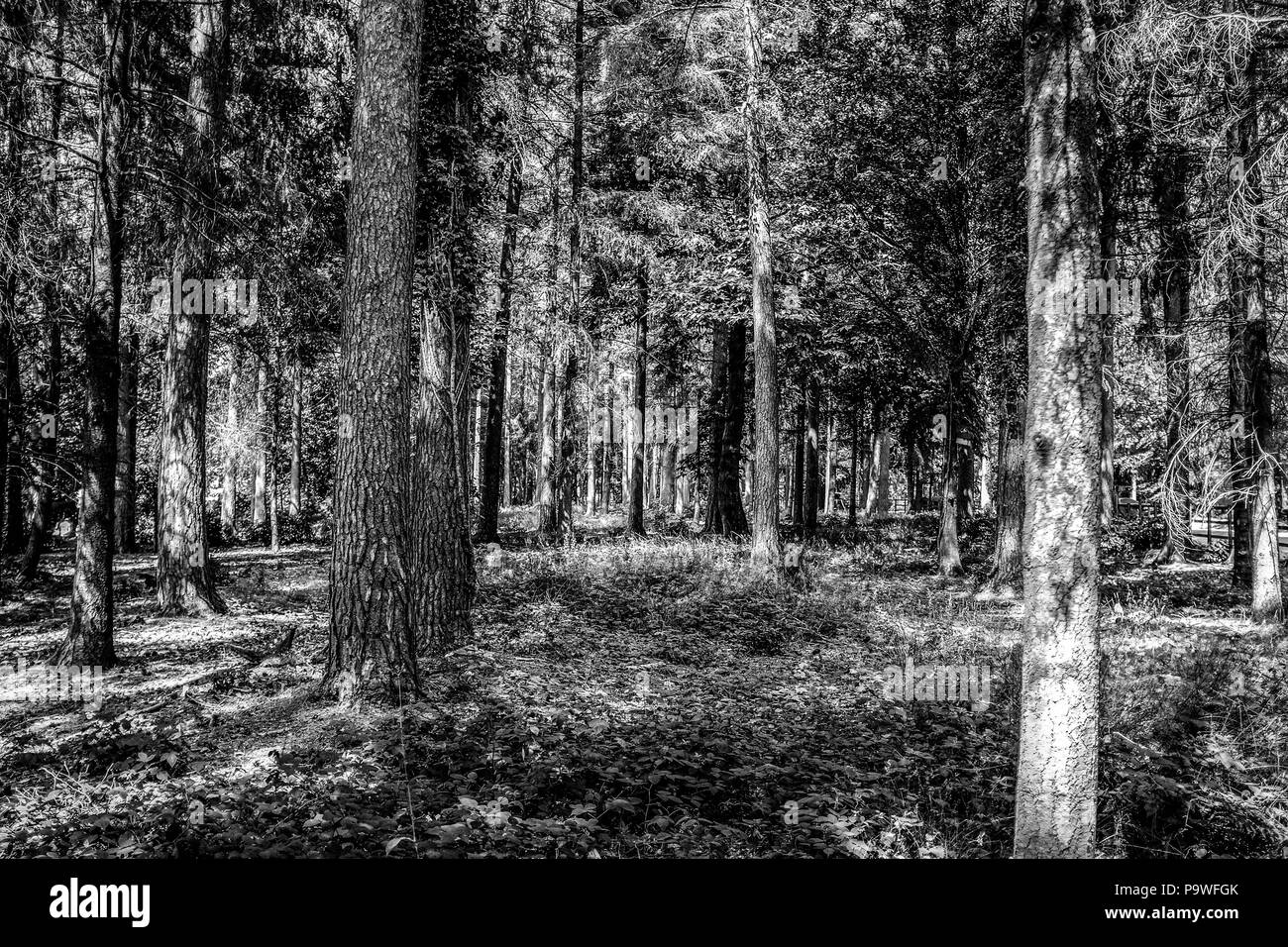 Center Parcs Longleat Forest - The Pine forests Stock Photo - Alamy