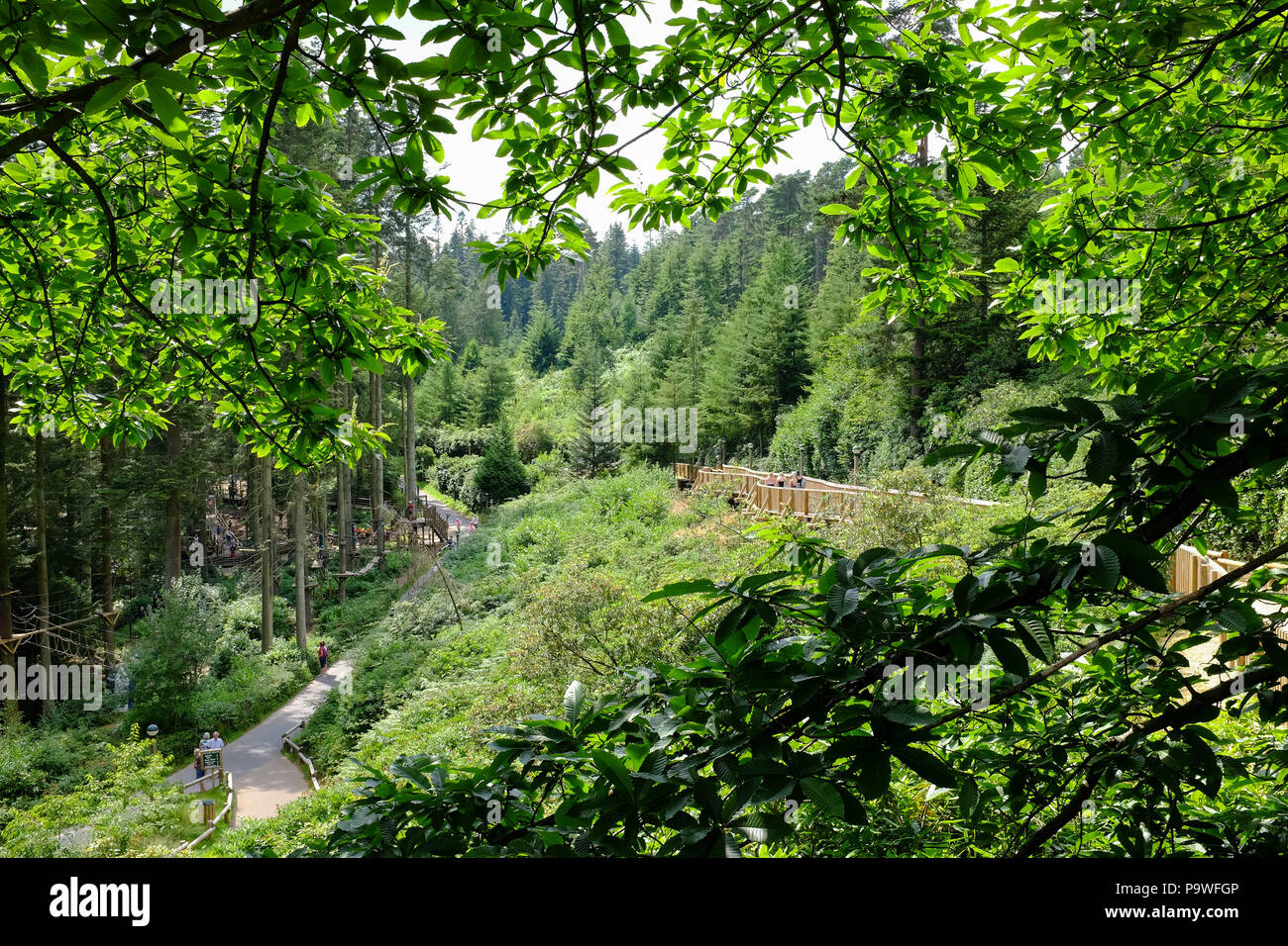 Center Parcs Longleat Forest - The Pine forests Stock Photo - Alamy
