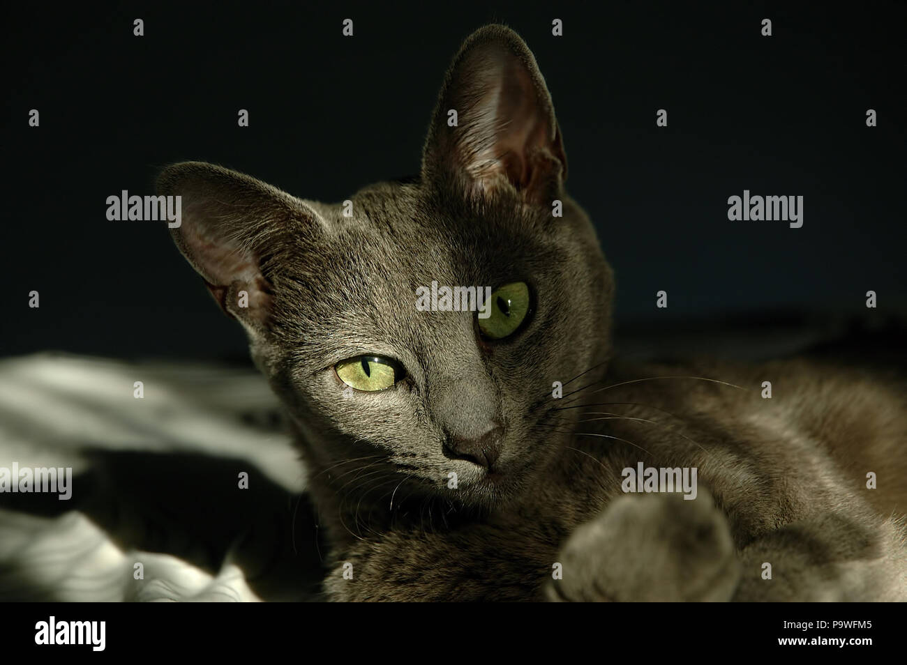 Adorable gray cat with green eyes lounging - close up face Stock Photo ...