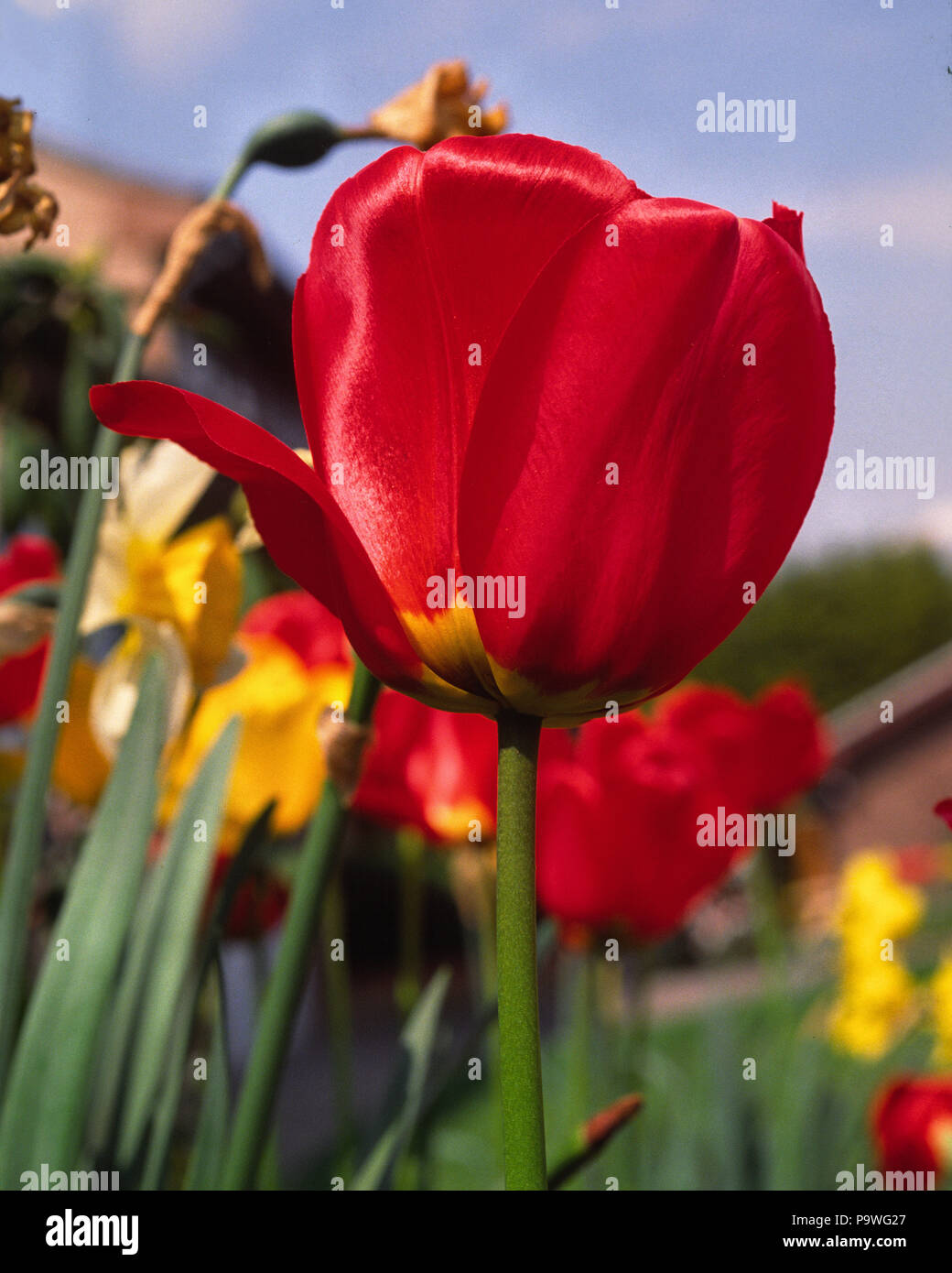 Landscapes , Flowers and wildlife Stock Photo - Alamy