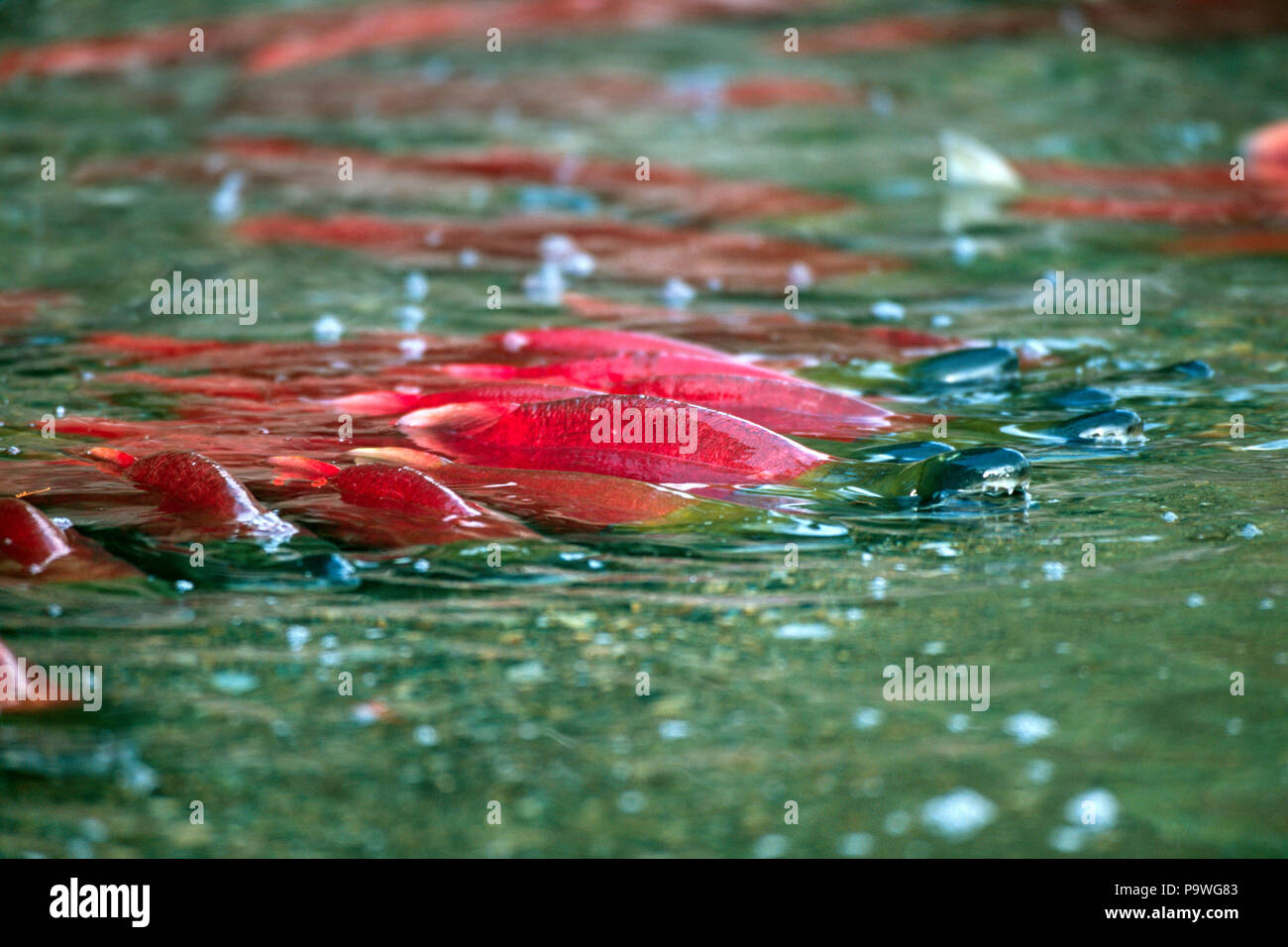 Red Salmon Oncorhynchus Nerka High Resolution Stock Photography and ...