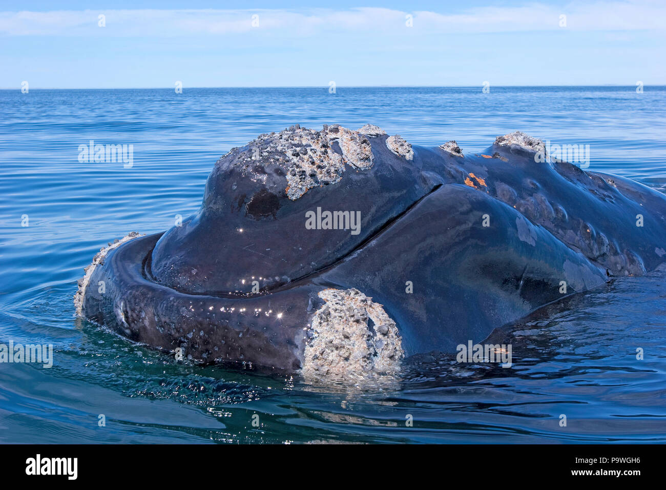 Barnacles And Whale High Resolution Stock Photography and Images - Alamy