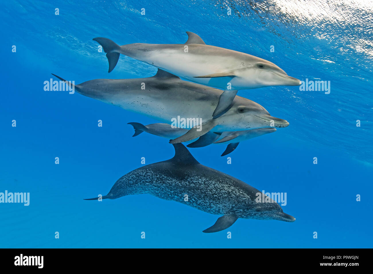 Pods Of Dolphins High Resolution Stock Photography and Images - Alamy