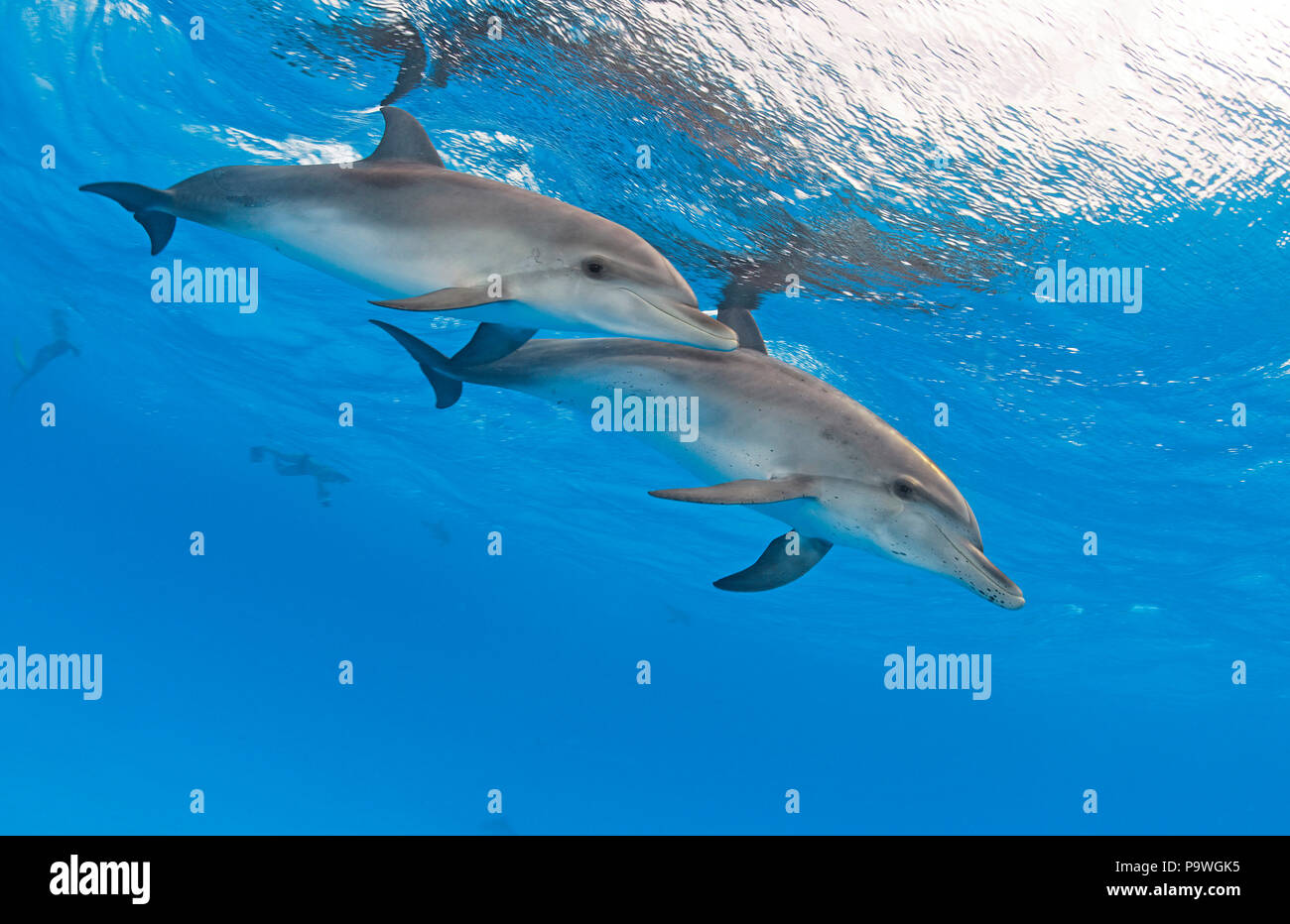 Atlantic Spotted Dolphin High Resolution Stock Photography and Images ...