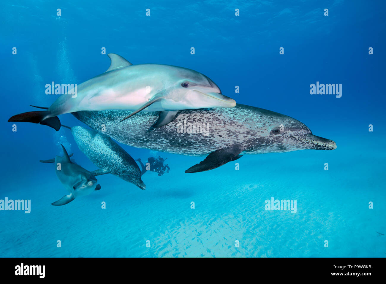 Atlantic Spotted Dolphins High Resolution Stock Photography and Images ...
