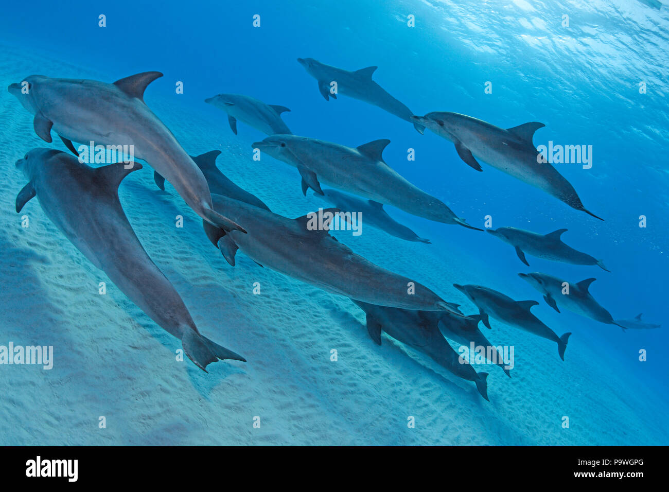 Atlantic Spotted Dolphins High Resolution Stock Photography and Images ...