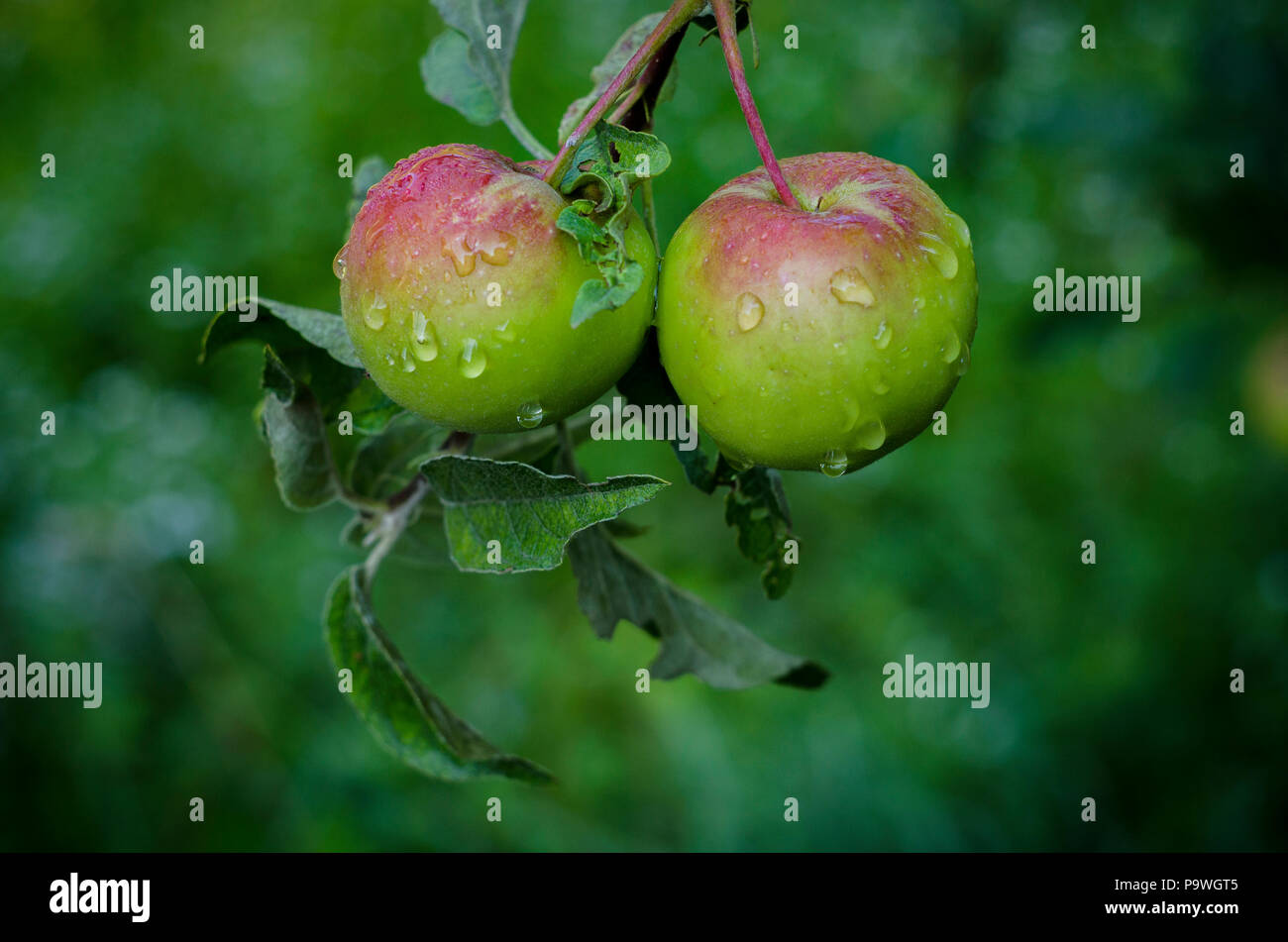 Apples hanging on the tree hi-res stock photography and images - Alamy