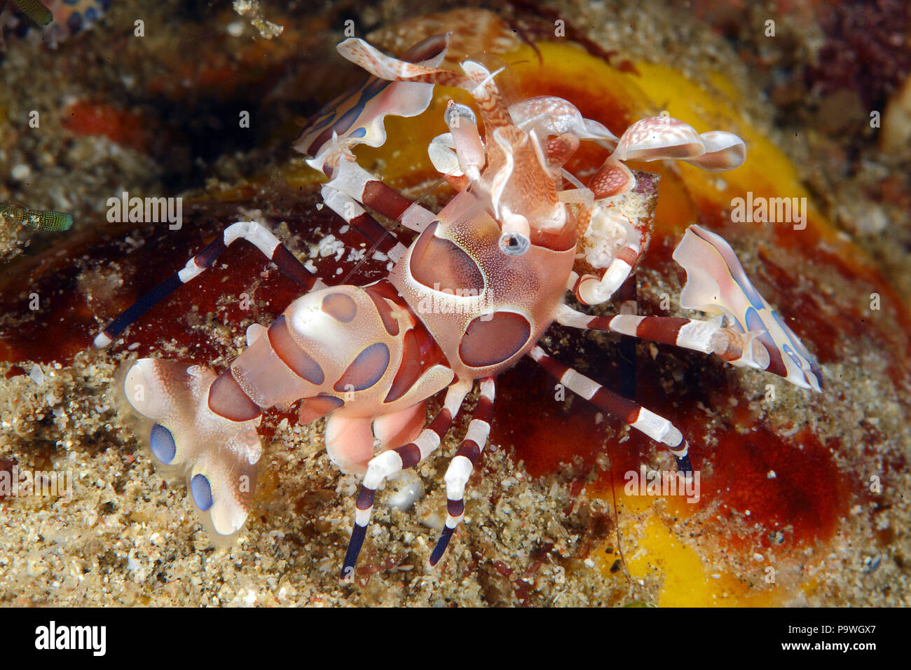 Philippine Shrimp High Resolution Stock Photography and Images - Alamy