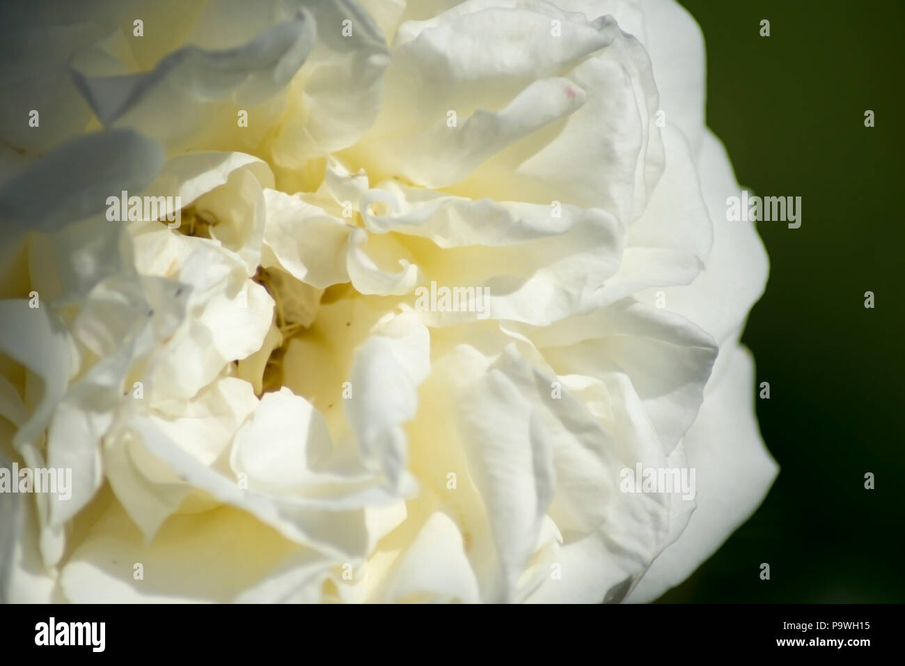Closeup rose petals hi-res stock photography and images - Alamy