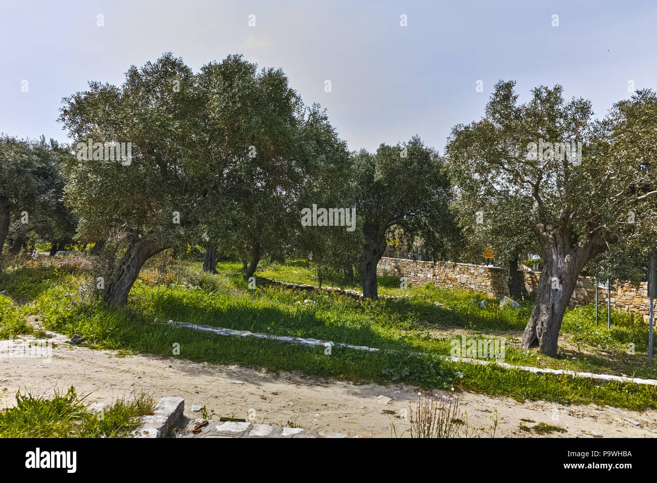 Olive tree thassos greece hi-res stock photography and images - Alamy
